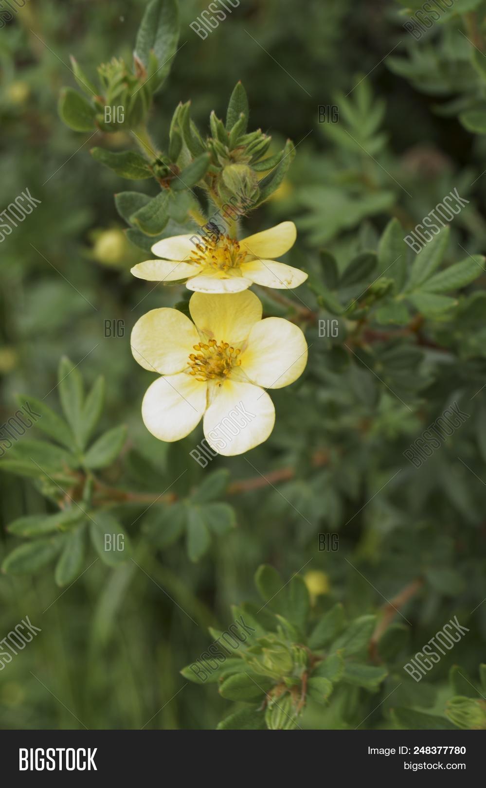 Bush Yellow Cinquefoil Image & Photo (Free Trial) | Bigstock