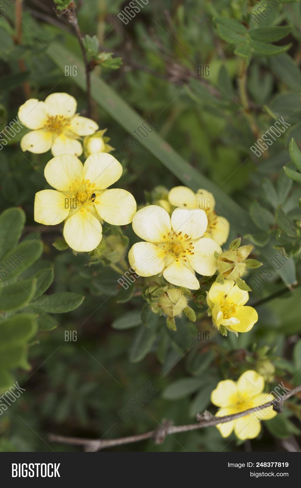 Bush Yellow Cinquefoil Image & Photo (Free Trial) | Bigstock