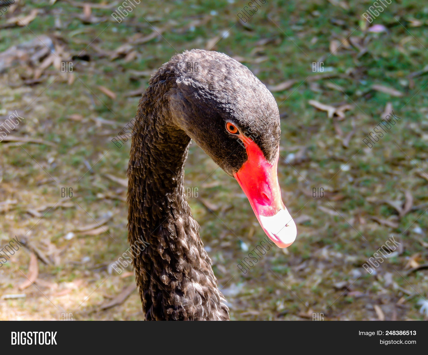 Swan, Black Cygnus Image & Photo (Free Trial) | Bigstock