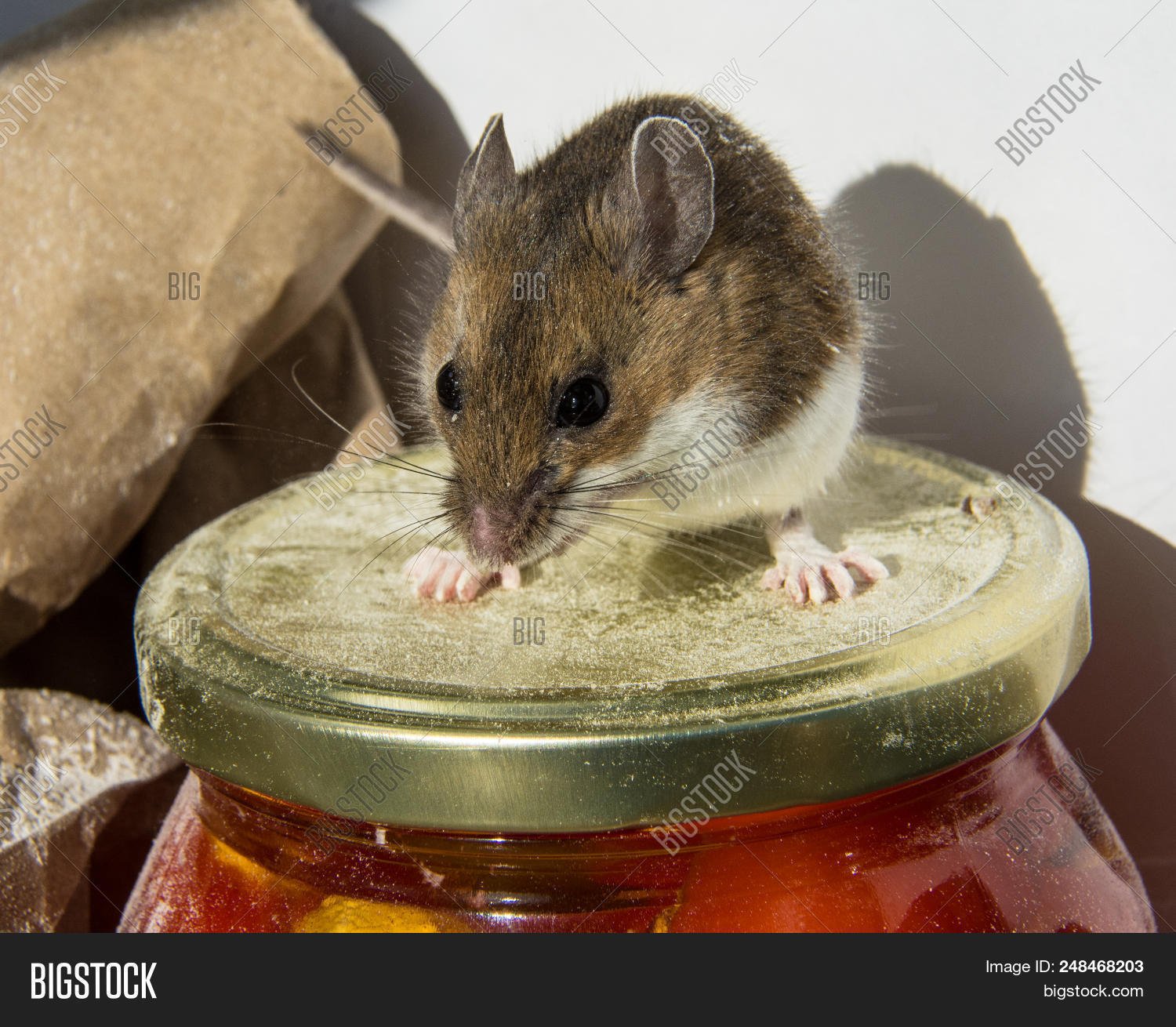 Brown Wild House Mouse Image & Photo (Free Trial) | Bigstock