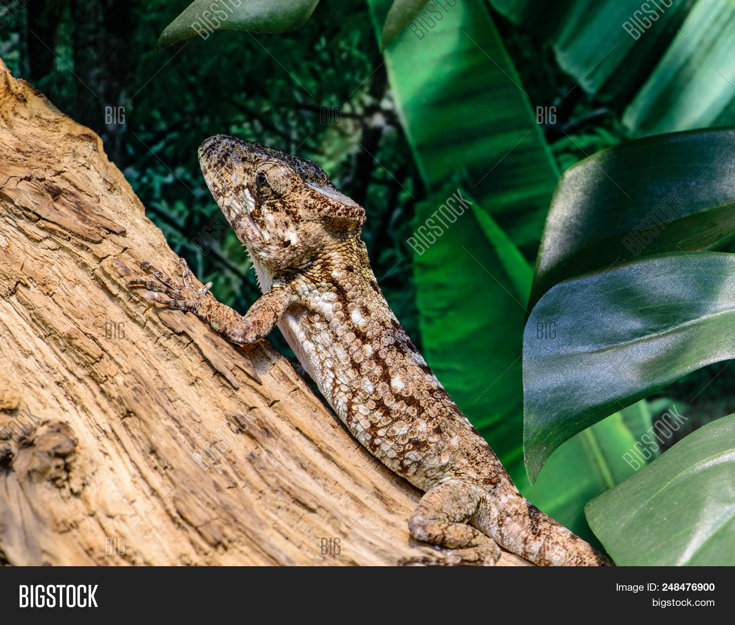 Close- View Anole Image & Photo (Free Trial) | Bigstock