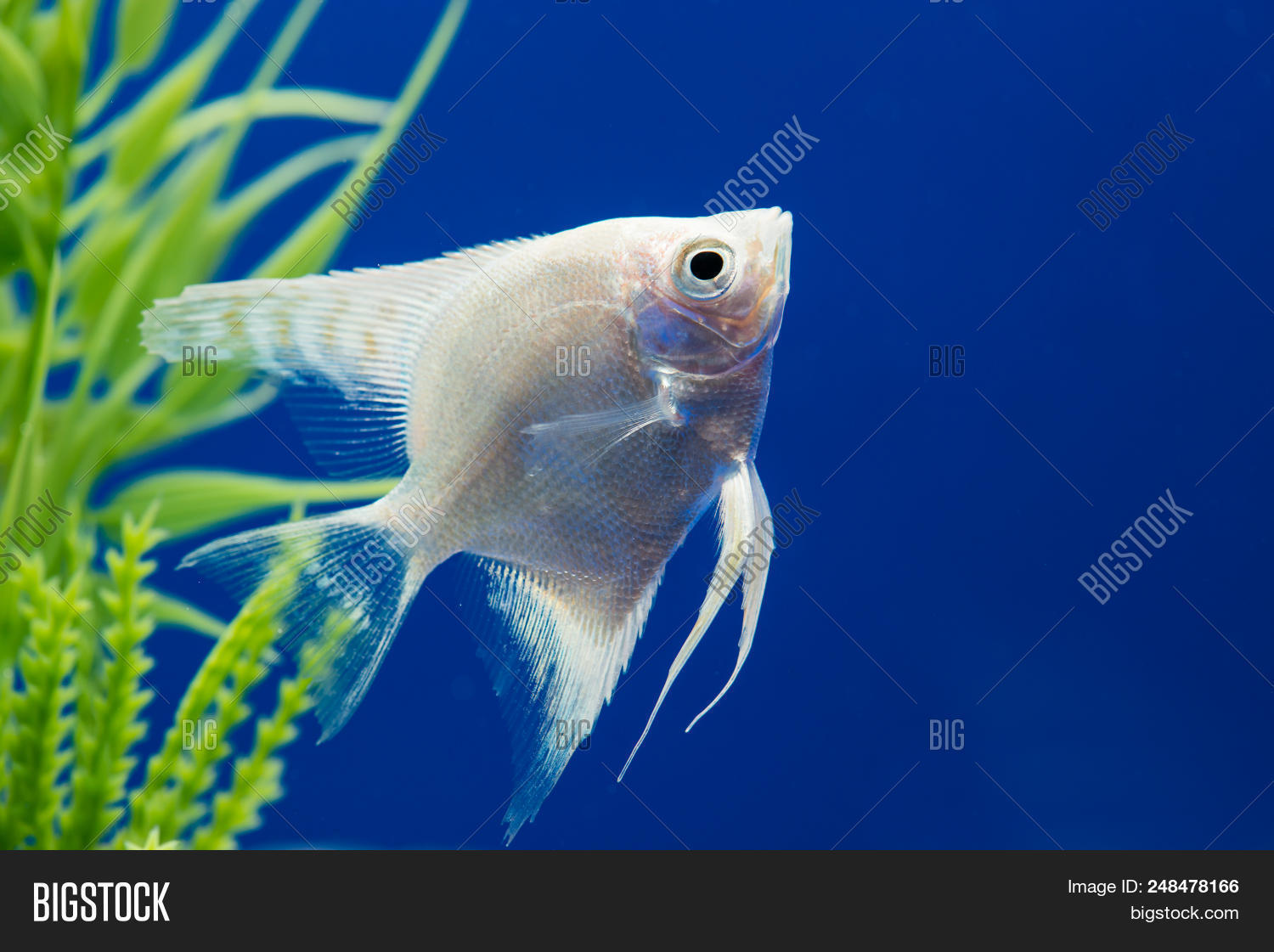 Angelfish Pterophyllum Image & Photo (Free Trial) | Bigstock