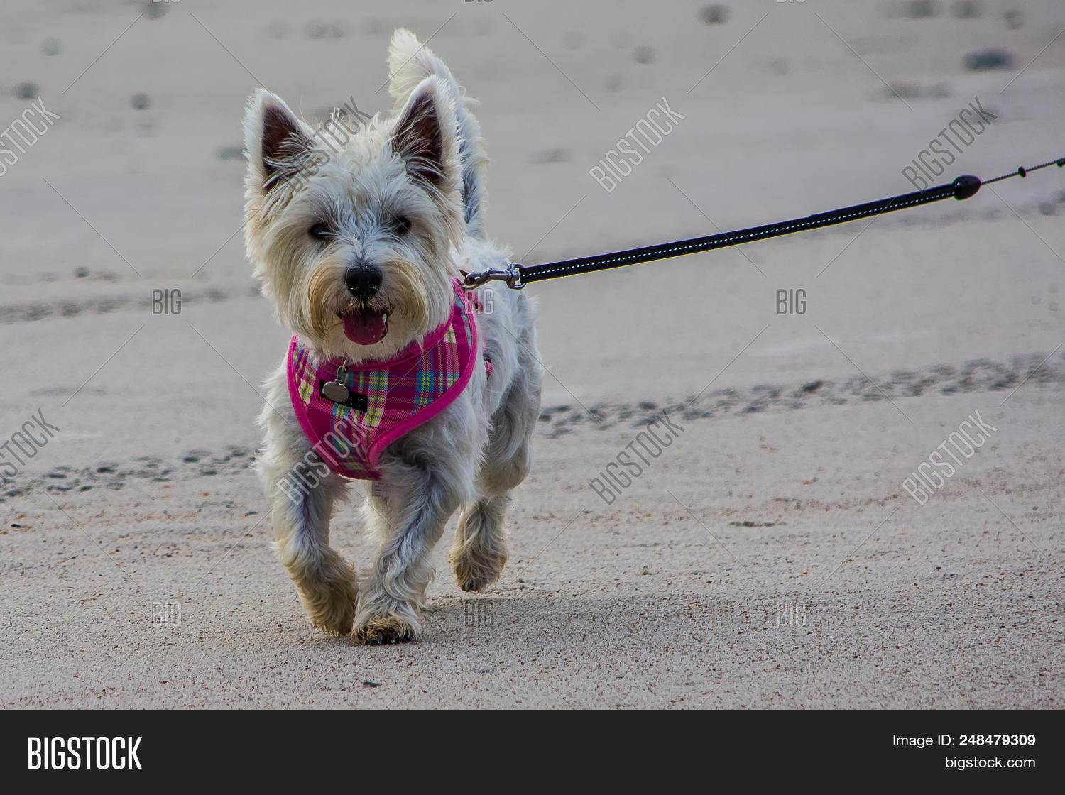 Closeup Scottie Image & Photo (Free Trial) | Bigstock