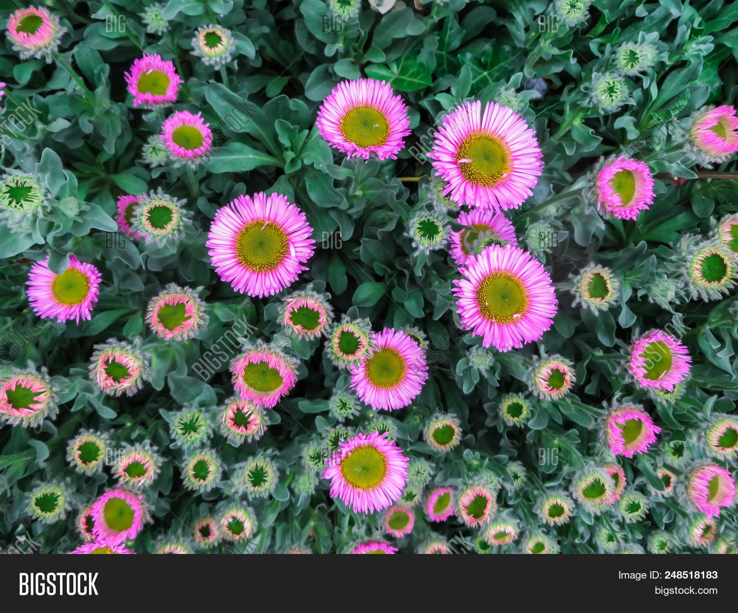 Seaside Daisy Beach Image & Photo (Free Trial) | Bigstock