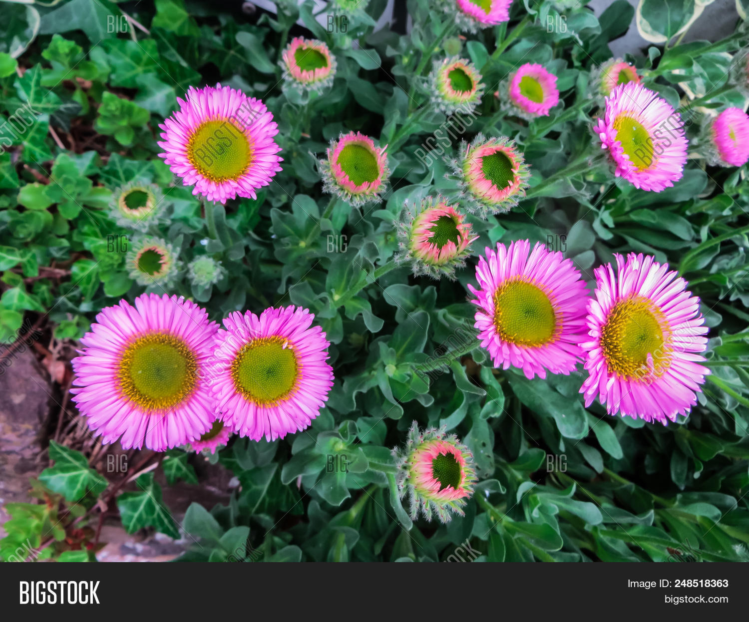 Seaside Daisy Beach Image & Photo (Free Trial) | Bigstock
