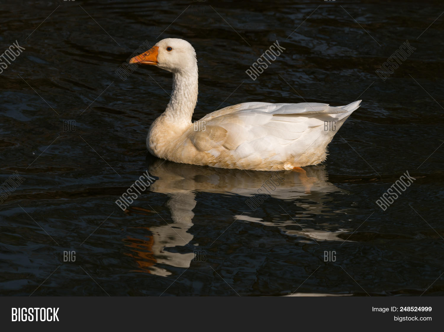 Emden Goose Breed Image & Photo (Free Trial) | Bigstock