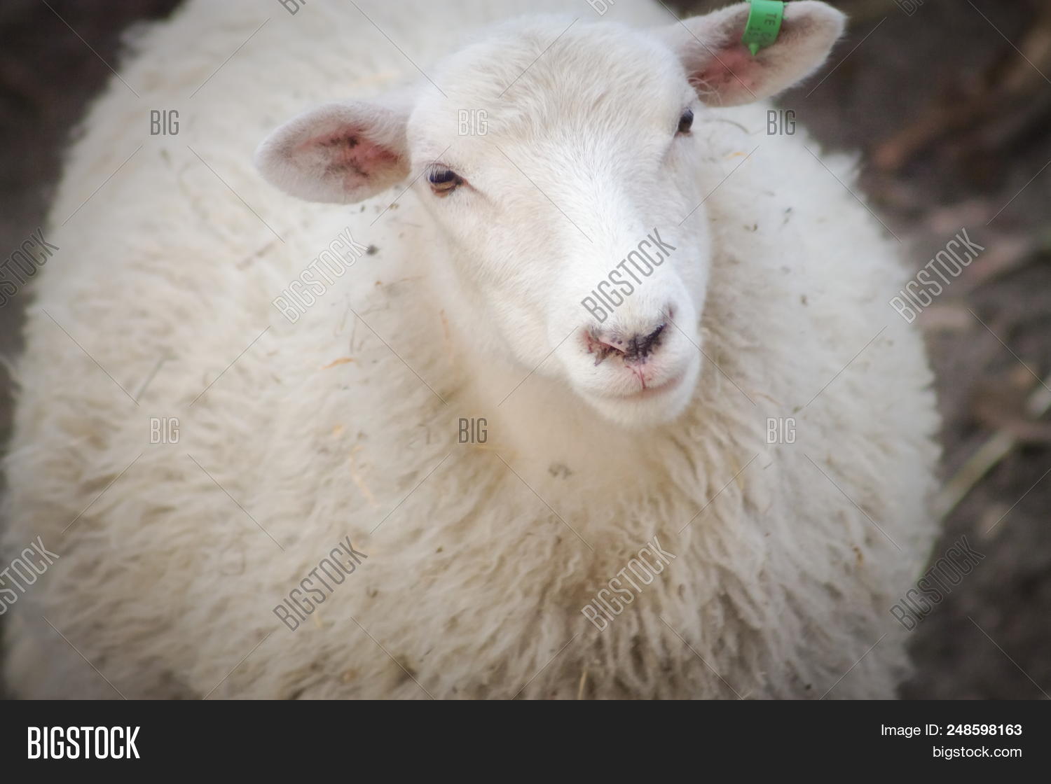 Close Image Finnish Image & Photo (Free Trial) | Bigstock