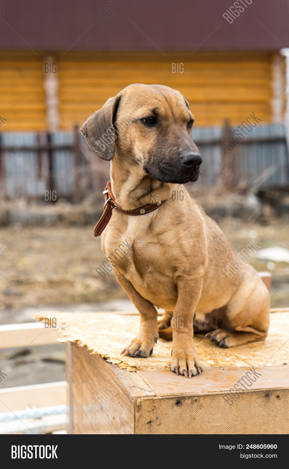 Beautiful Badger Dog Image & Photo (Free Trial) | Bigstock