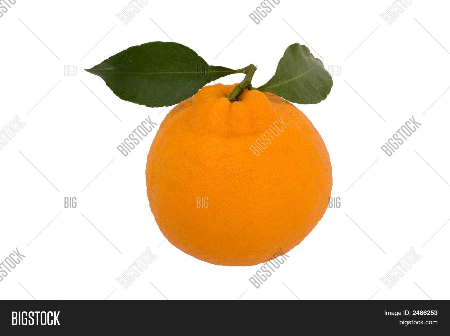 Single Hallabong ( Image & Photo (Free Trial) | Bigstock