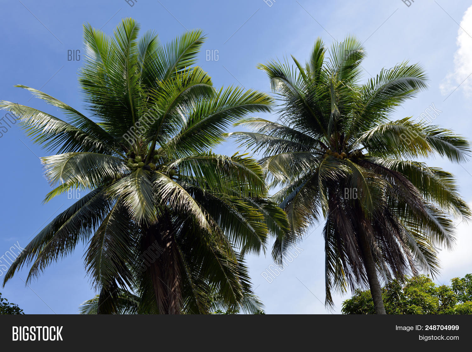 Palm Trees Philippine Image & Photo (Free Trial) | Bigstock