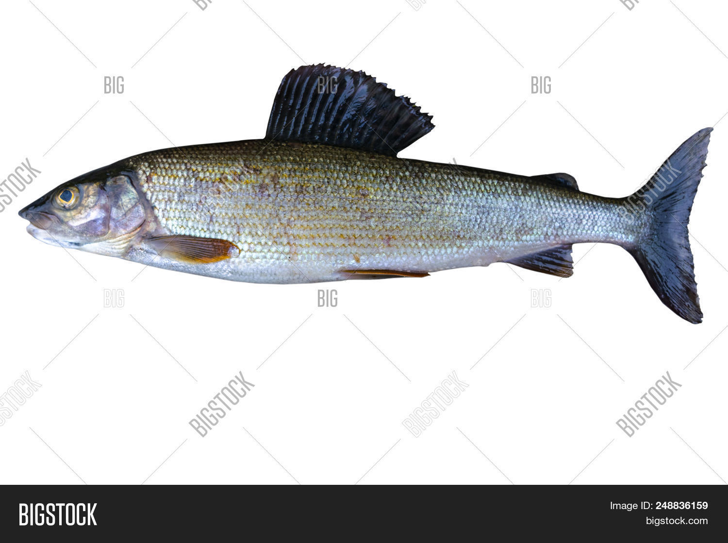 Arctic Grayling Fish Image & Photo (Free Trial) | Bigstock