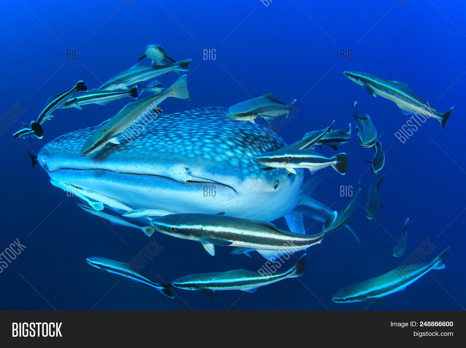 Whale Shark Remora Image & Photo (Free Trial) | Bigstock