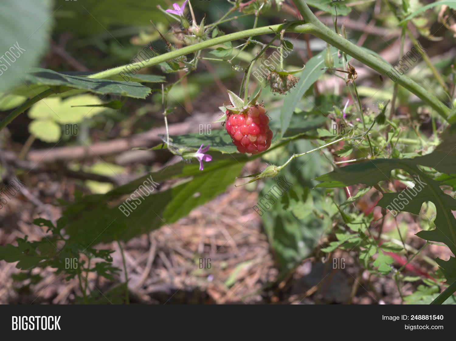 Big Ripening Oblong Image & Photo (Free Trial) | Bigstock