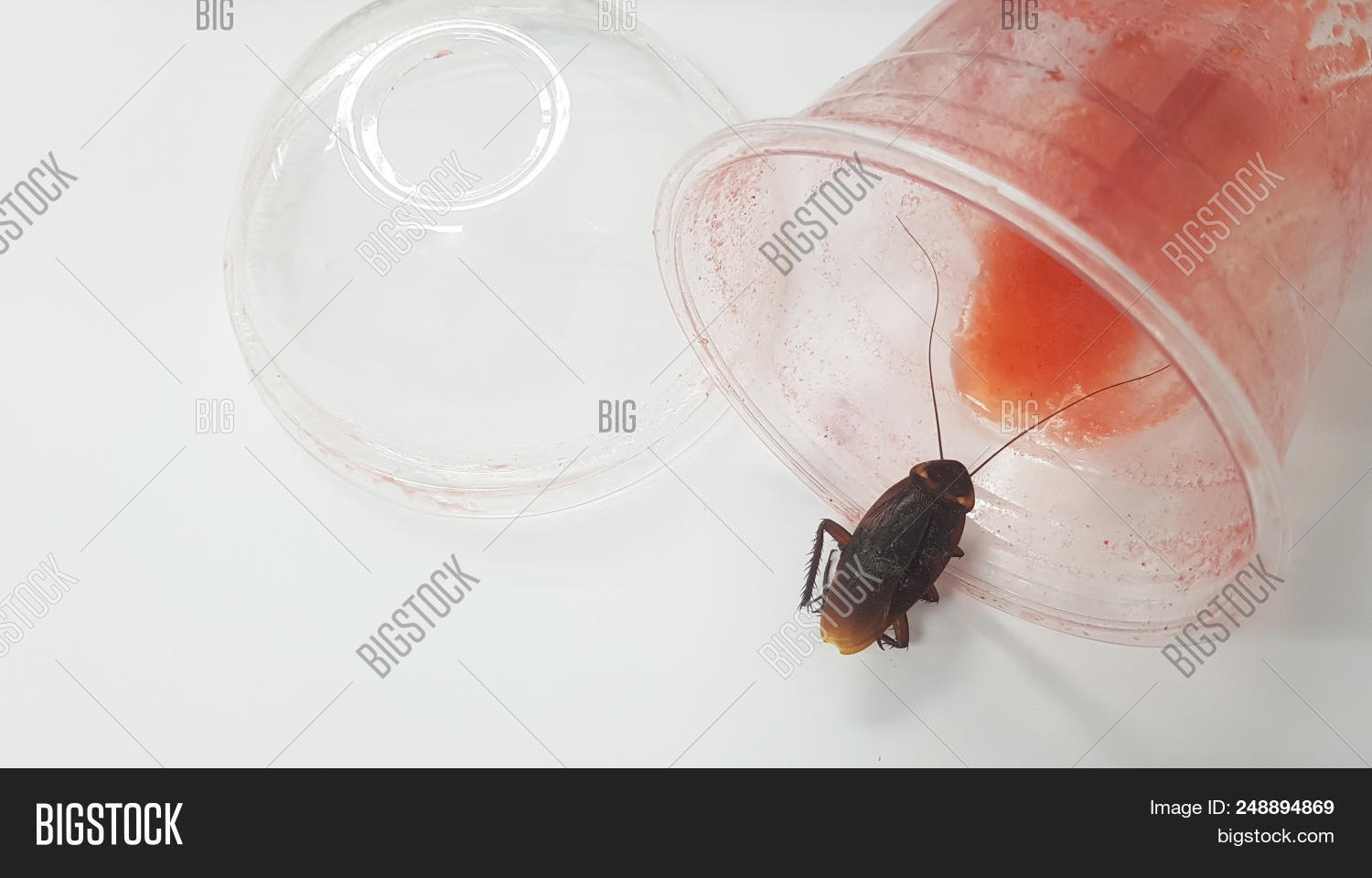 Cockroach On Office Image & Photo (Free Trial) | Bigstock