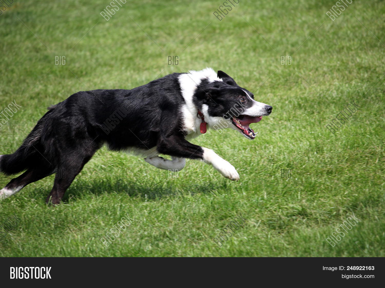 Scottish Sheep Hound