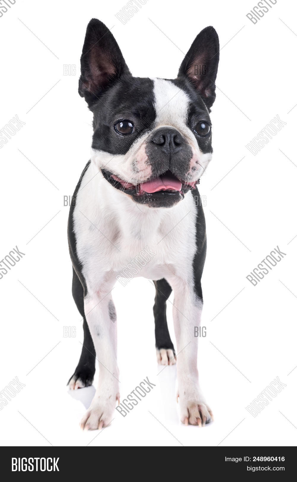 Boston Terrier Front Image & Photo (Free Trial) | Bigstock