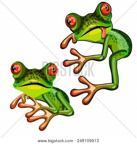Green Tree Frog Vector & Photo (Free Trial) | Bigstock
