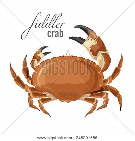 Fiddler Crab Nature Vector & Photo (Free Trial) | Bigstock