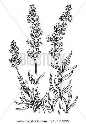 Lavender, Outline Vector & Photo (Free Trial) | Bigstock