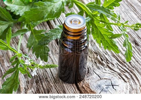 Bottle Common Vervain Image & Photo (Free Trial) | Bigstock