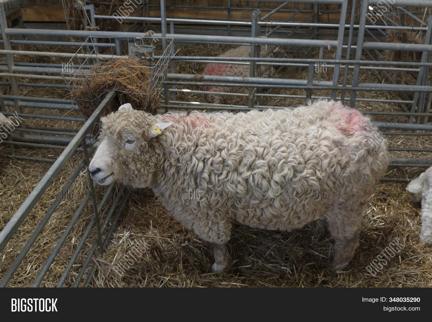 Devon Cornwall Image & Photo (Free Trial) | Bigstock