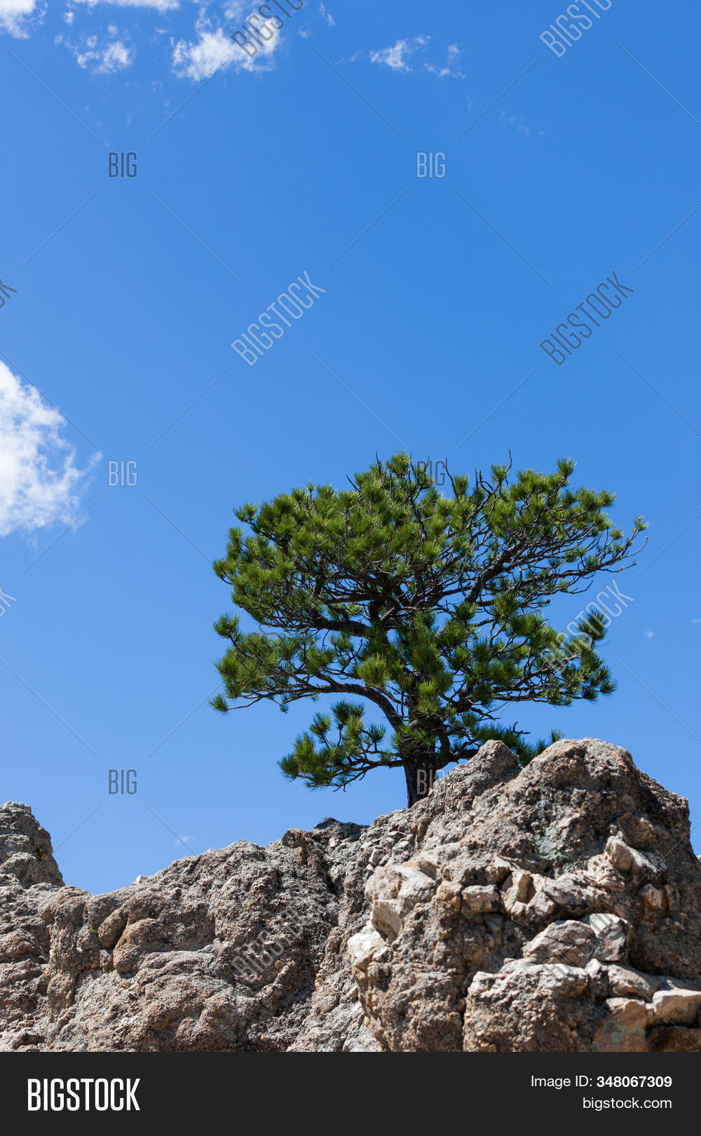 Lone Pine Tree Grows Image & Photo (Free Trial) | Bigstock