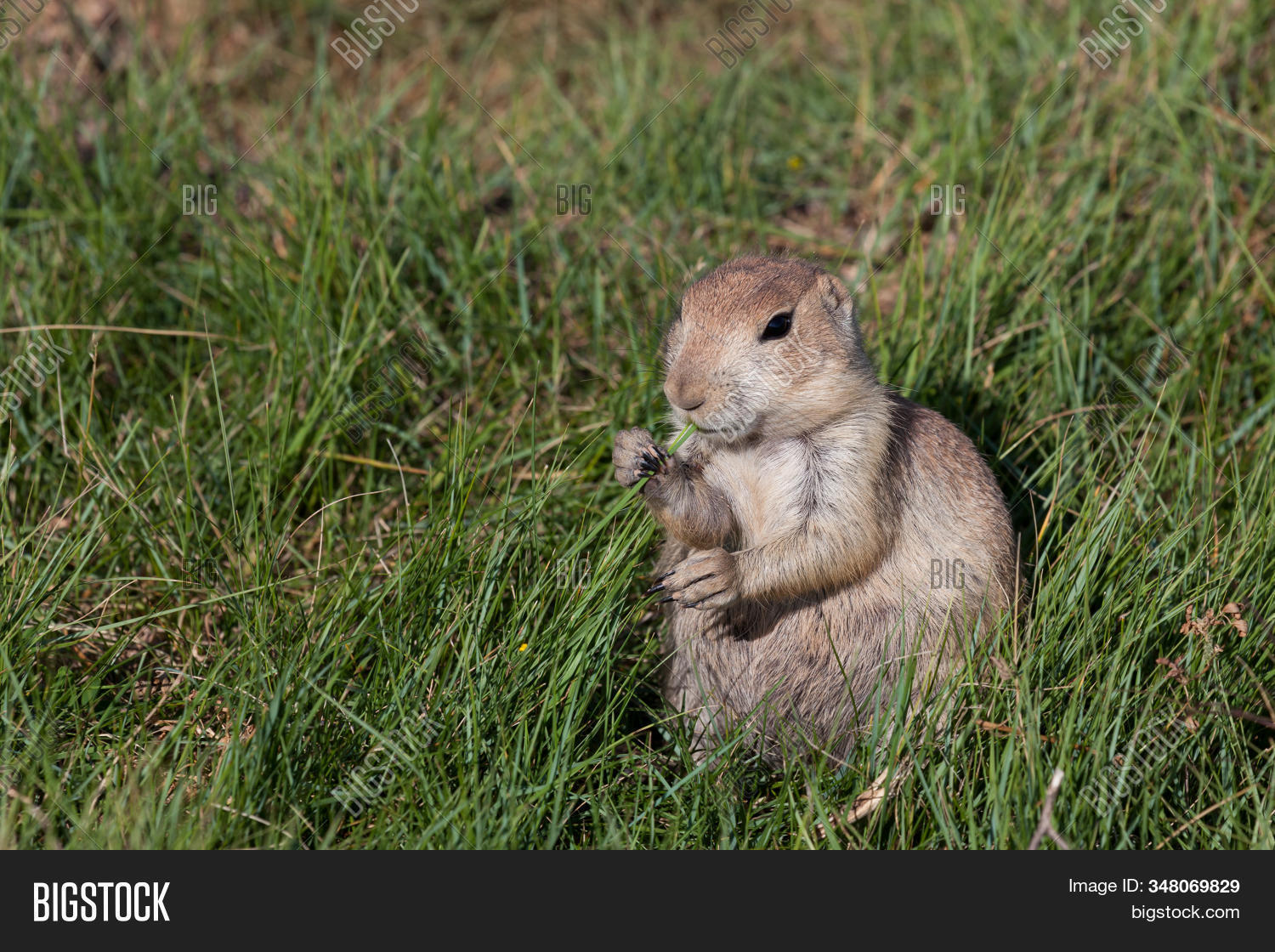 Cute Little Prairie Image & Photo (Free Trial) | Bigstock