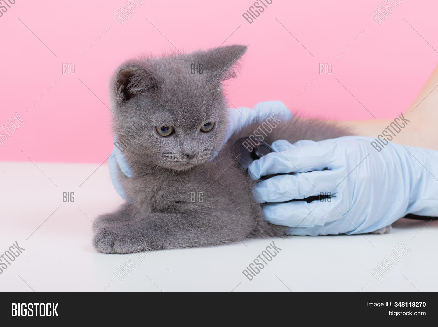 Cat Reception Image & Photo (Free Trial) | Bigstock