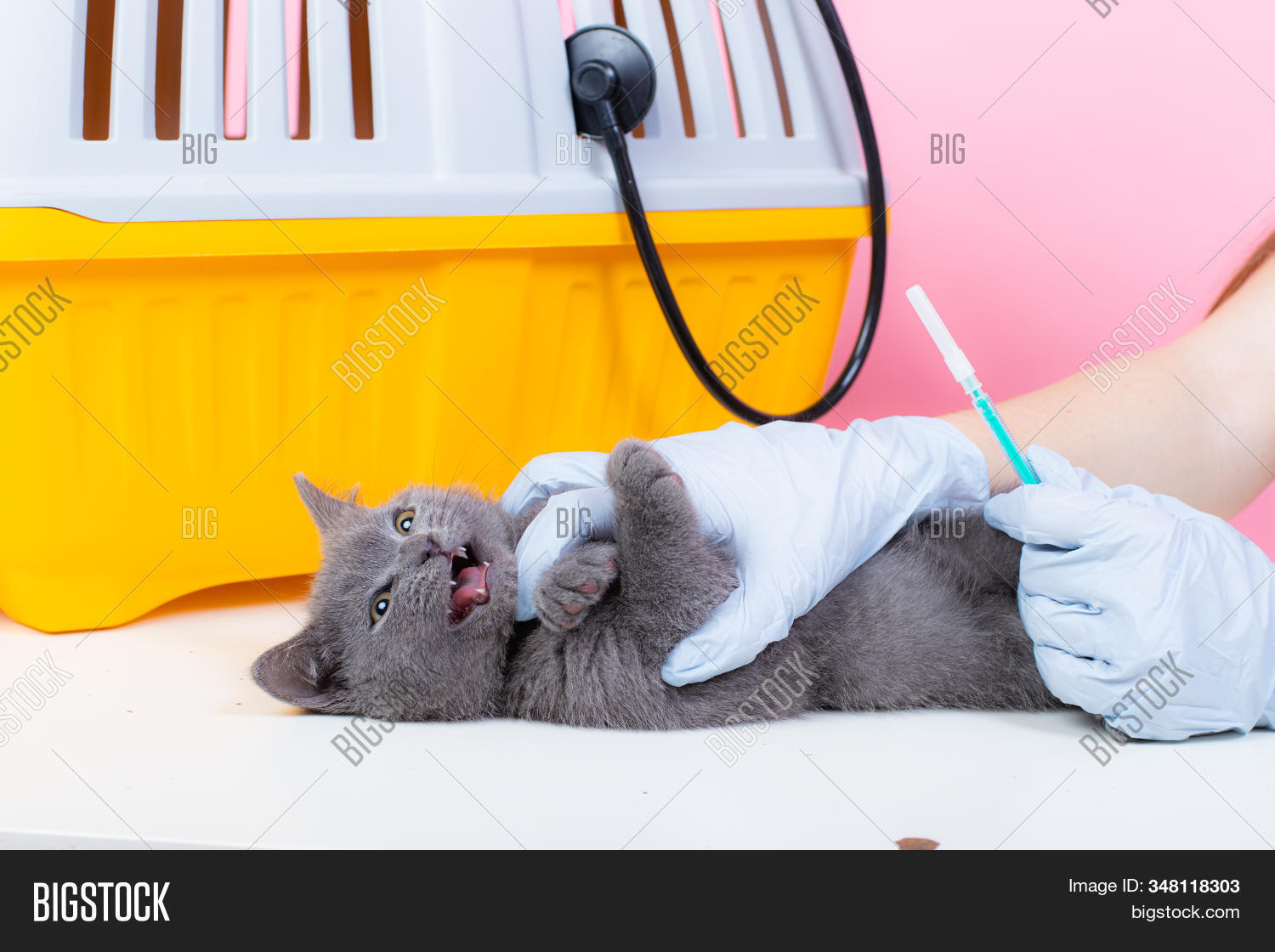 Cat Reception Image & Photo (Free Trial) | Bigstock