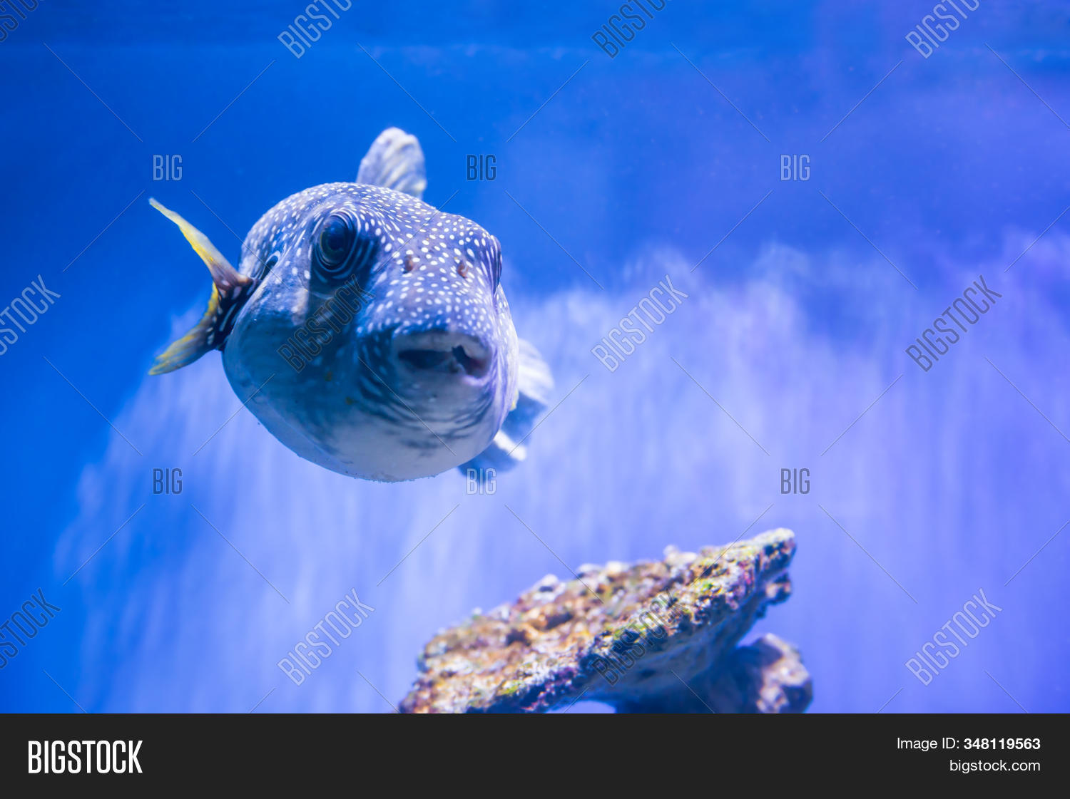 Fugu Fish Nature Image & Photo (Free Trial) | Bigstock