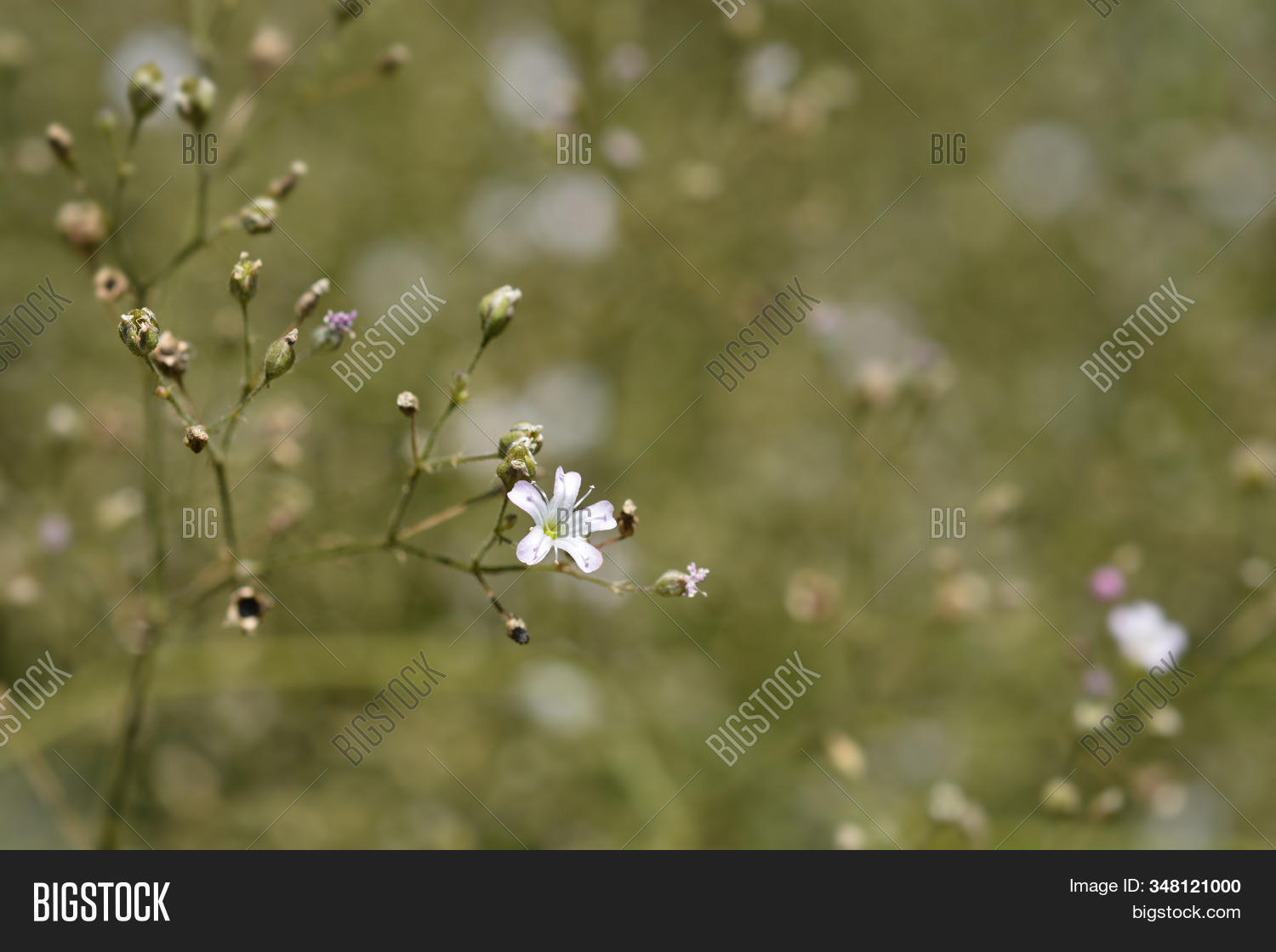 Babys Breath Small Image & Photo (Free Trial) | Bigstock