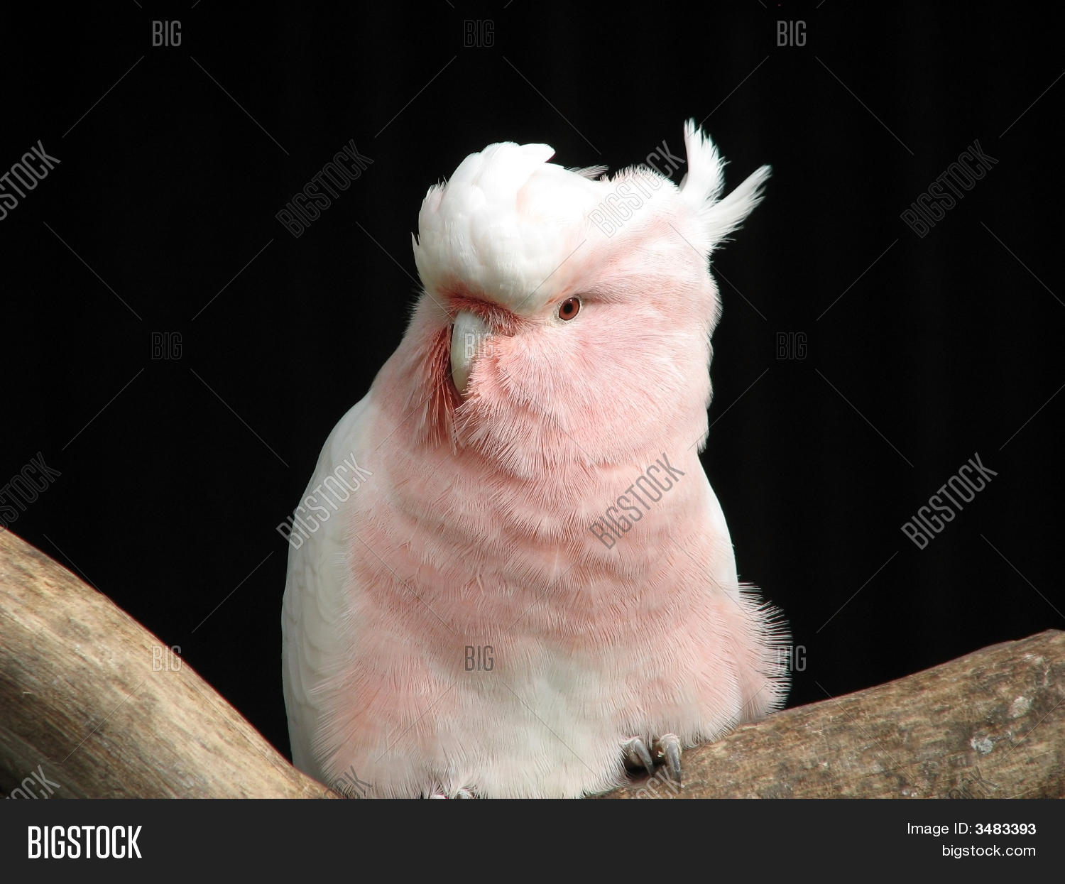 Major Mitchell Image & Photo (Free Trial) | Bigstock