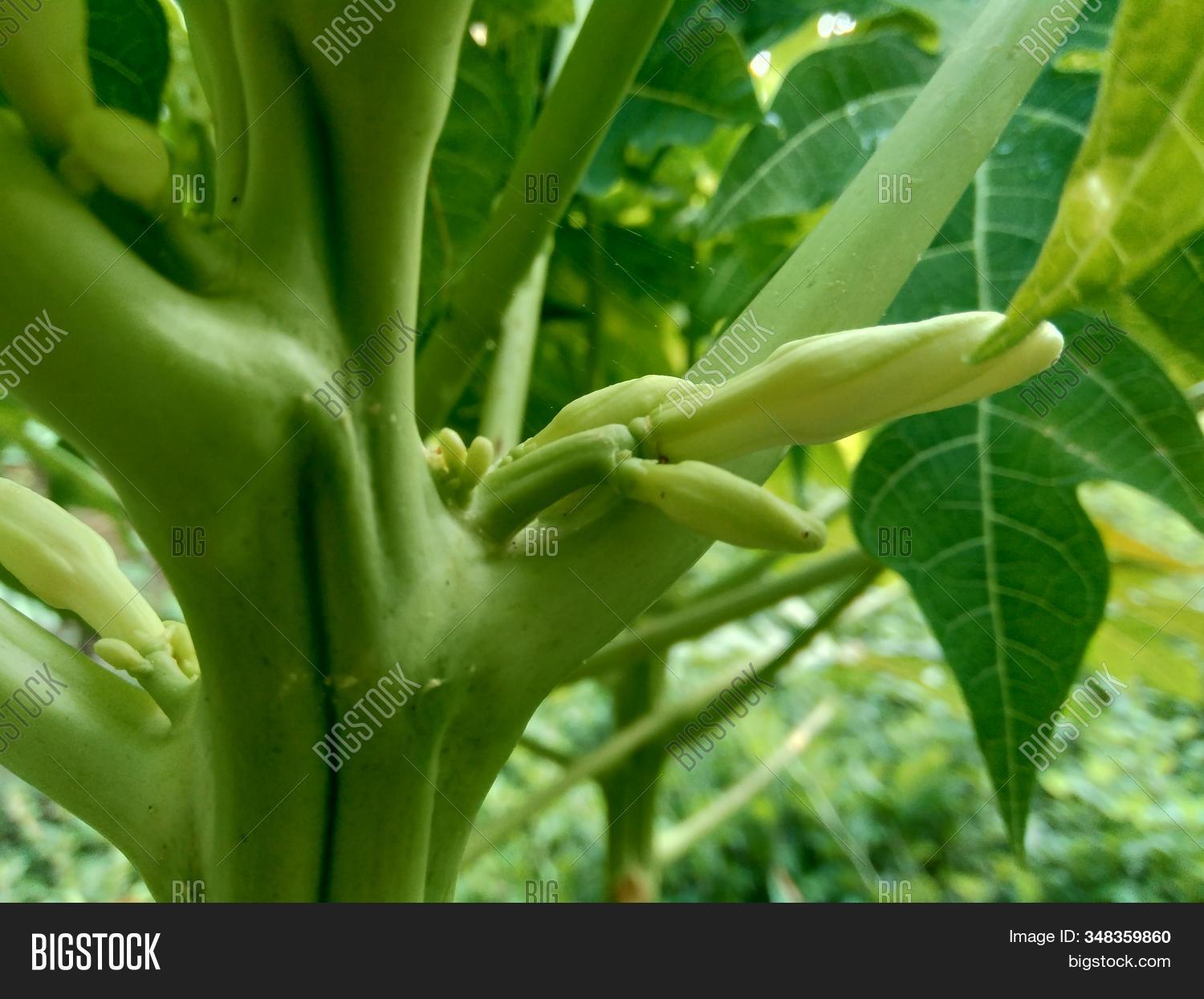 Closeup Papaya Flower Image & Photo (Free Trial) | Bigstock