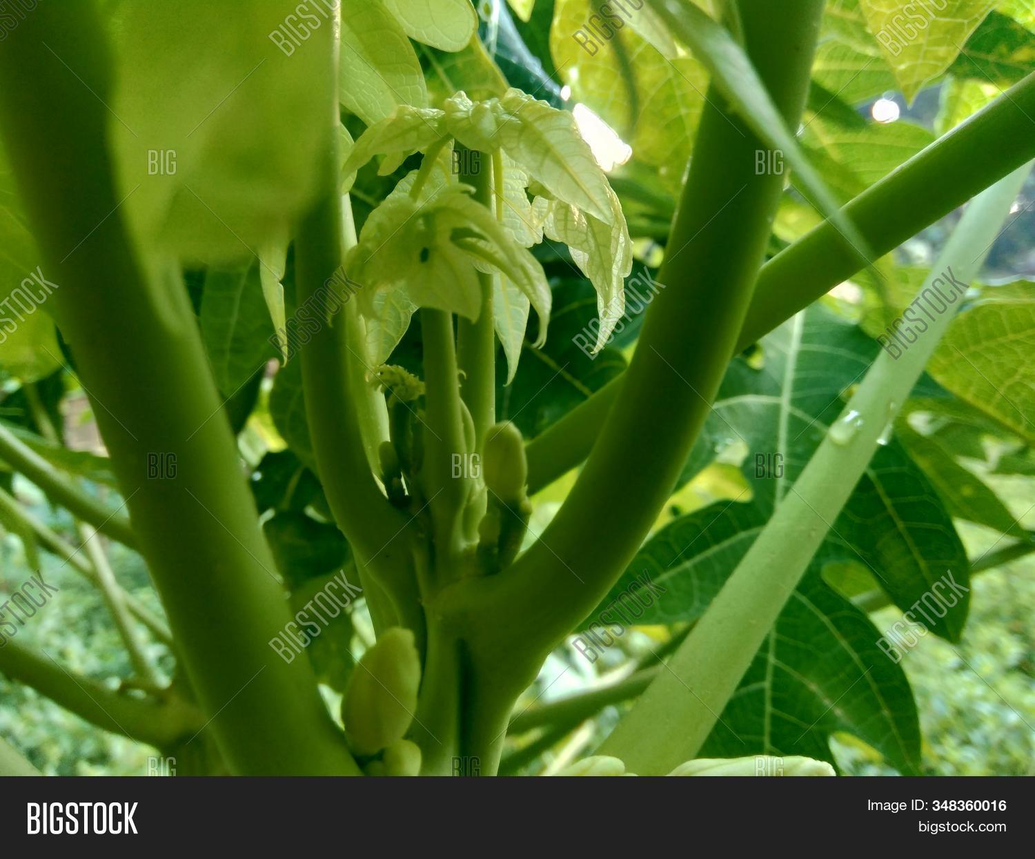 Closeup Papaya Flower Image & Photo (Free Trial) | Bigstock