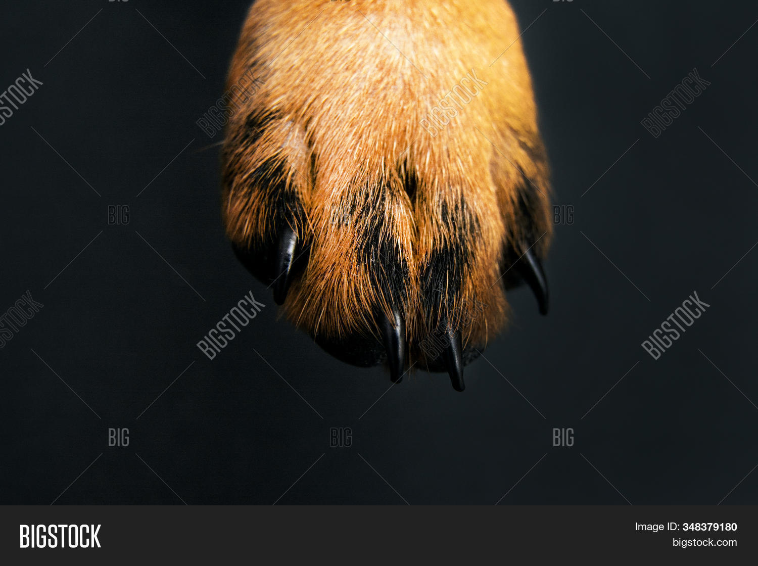 Paw. Dog's Paw. Skin Image & Photo (Free Trial) | Bigstock