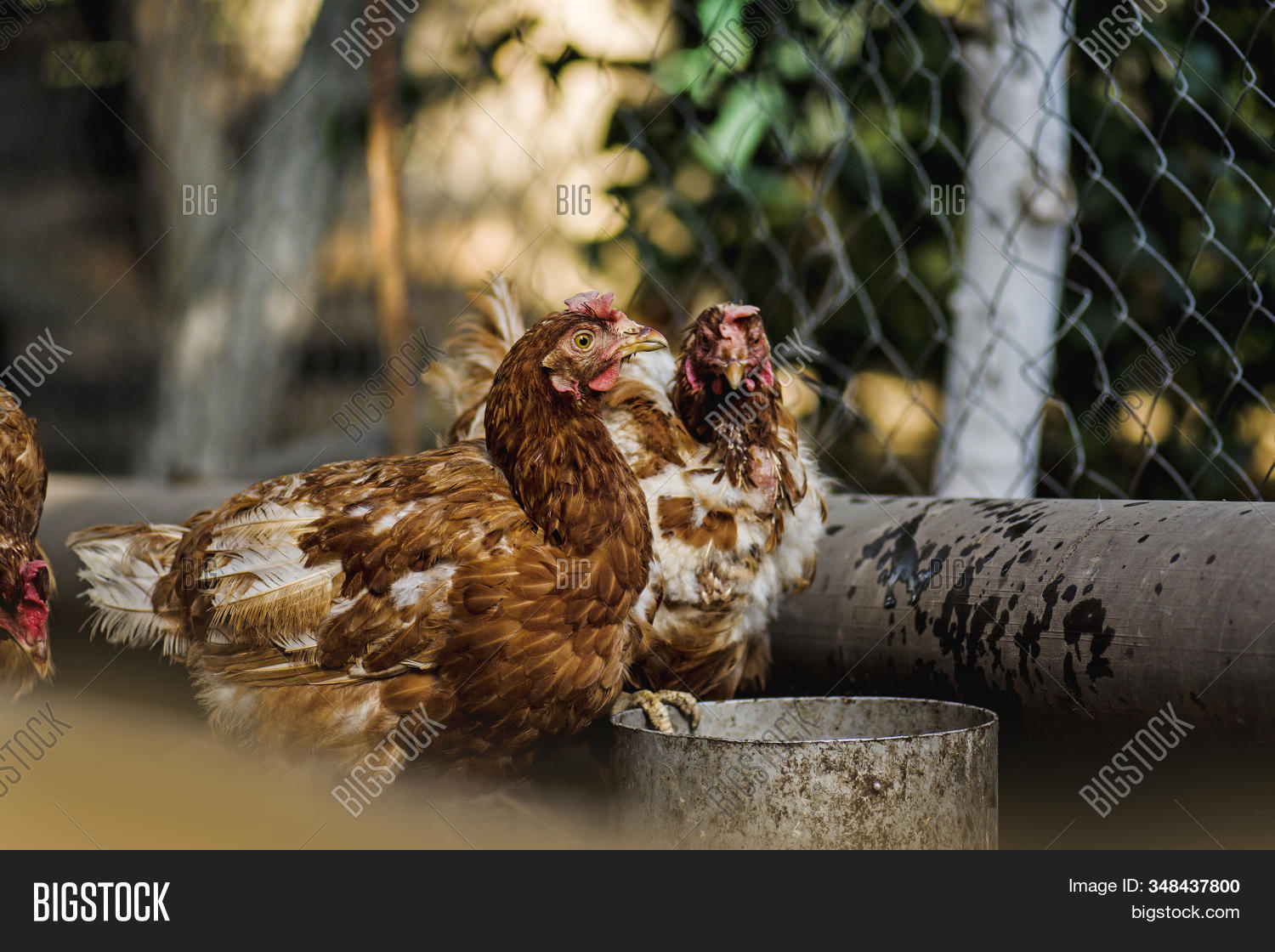 Chickens Grazing Field Image & Photo (Free Trial) | Bigstock
