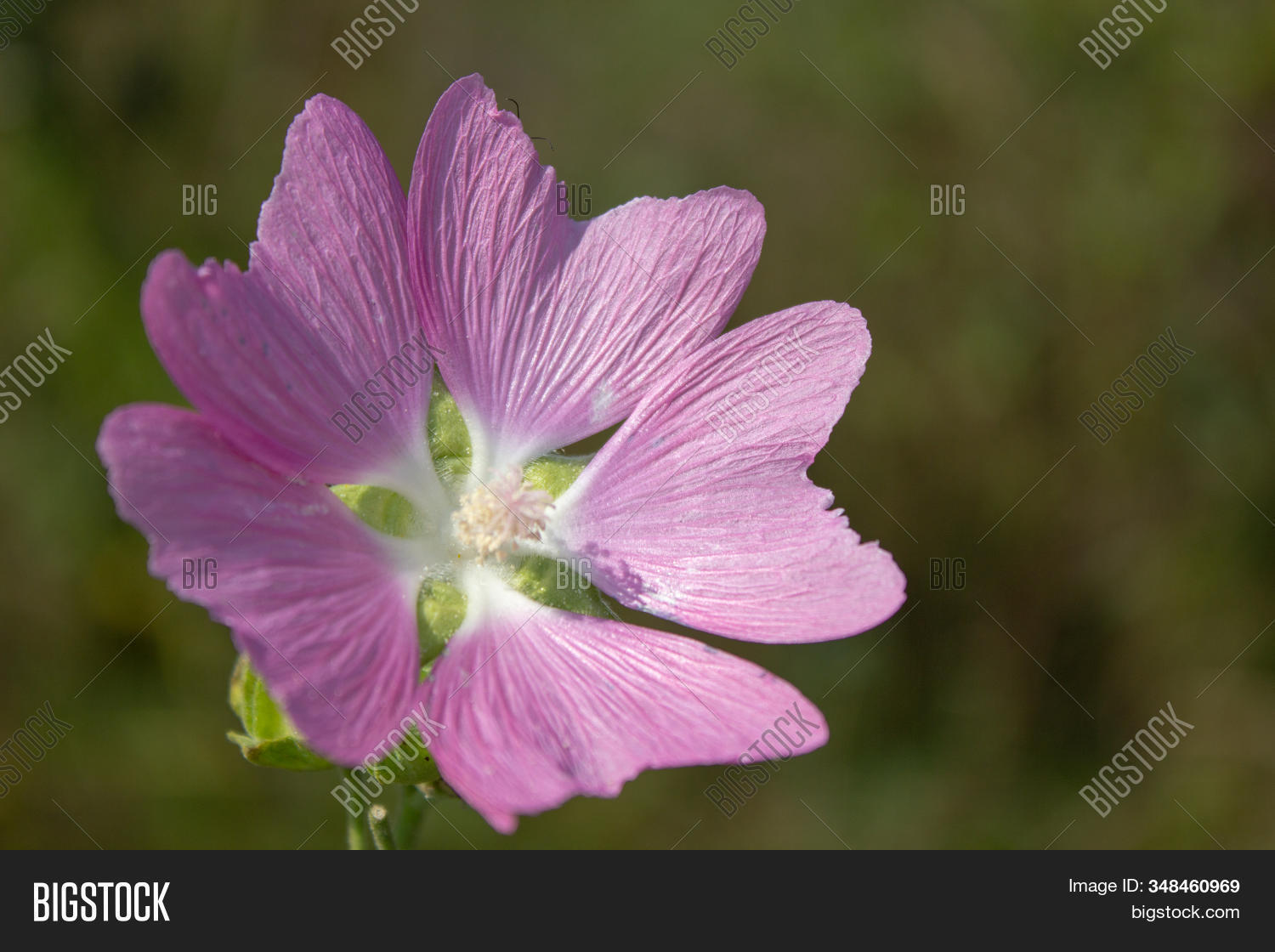 Mallow Musk Blooming. Image & Photo (Free Trial) | Bigstock