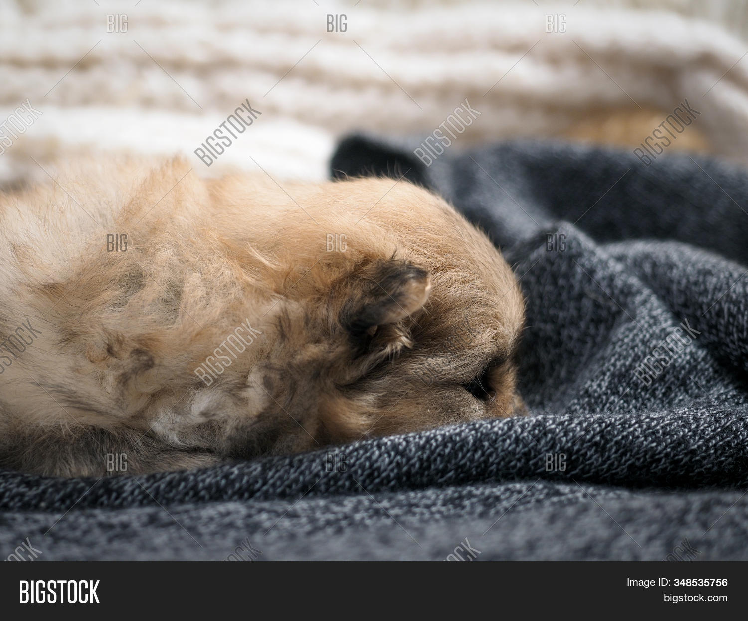 Sad Puppy Shivering. Image & Photo (Free Trial) | Bigstock