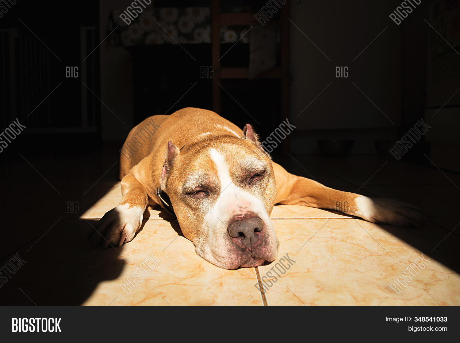 Cute Dog On Tiled Image & Photo (Free Trial) | Bigstock