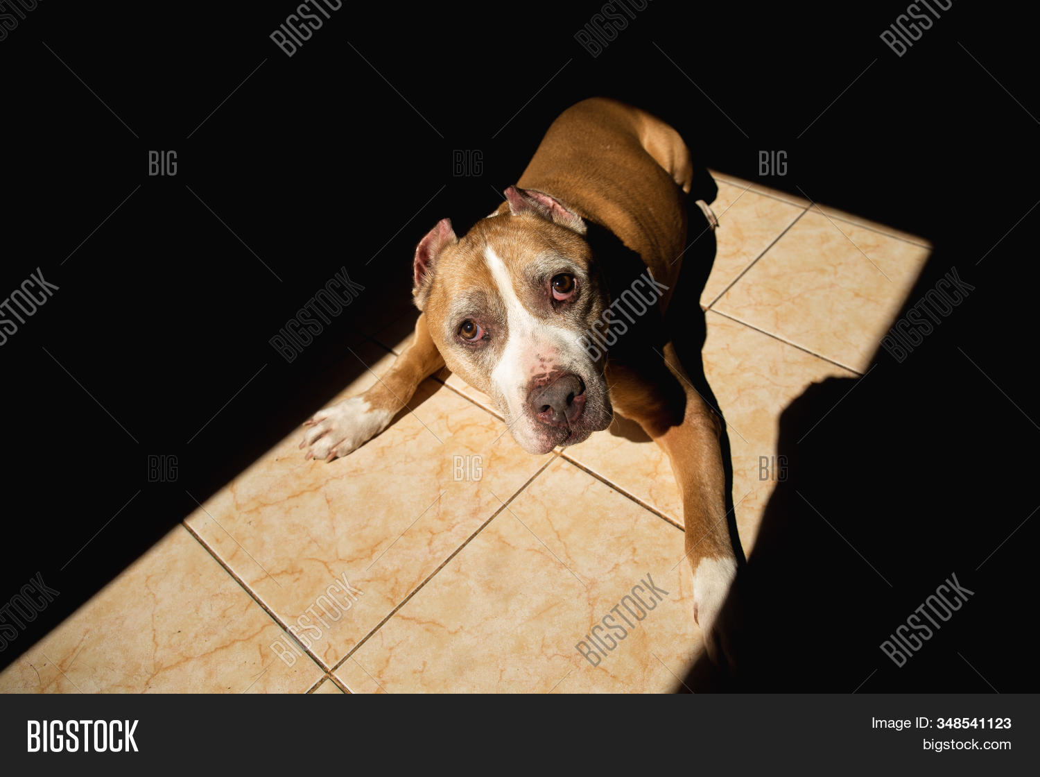 Cute Dog On Tiled Image & Photo (Free Trial) | Bigstock
