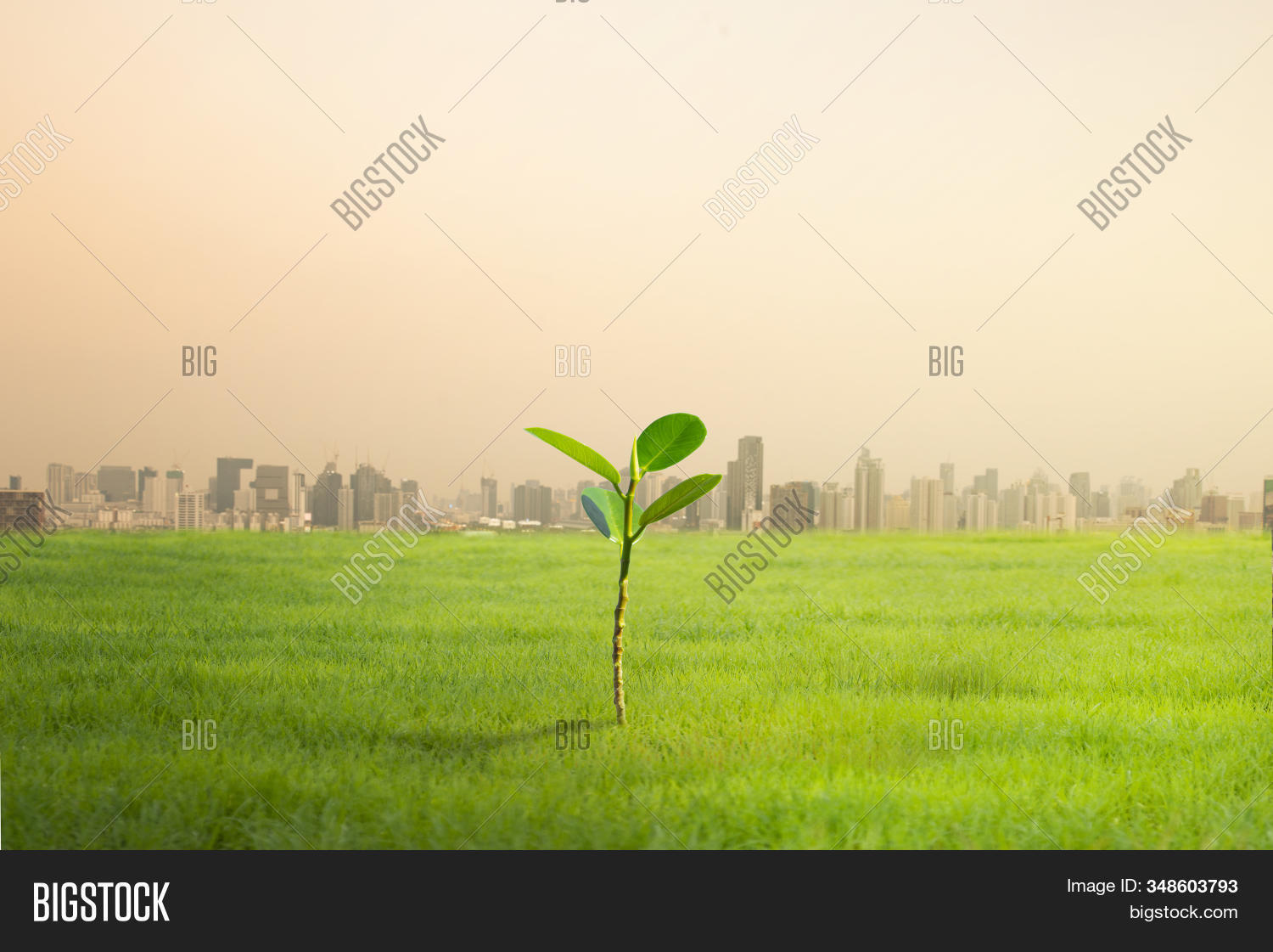 One Green Tree 图片和照片（免费试用） | Bigstock