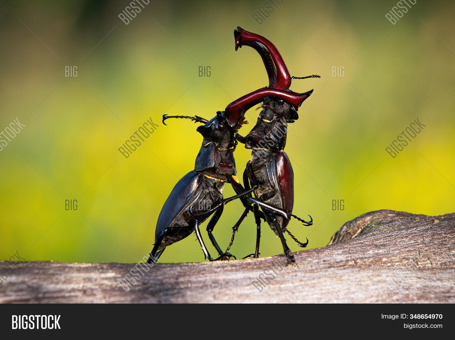Stag Beetles Standing Image & Photo (Free Trial) | Bigstock