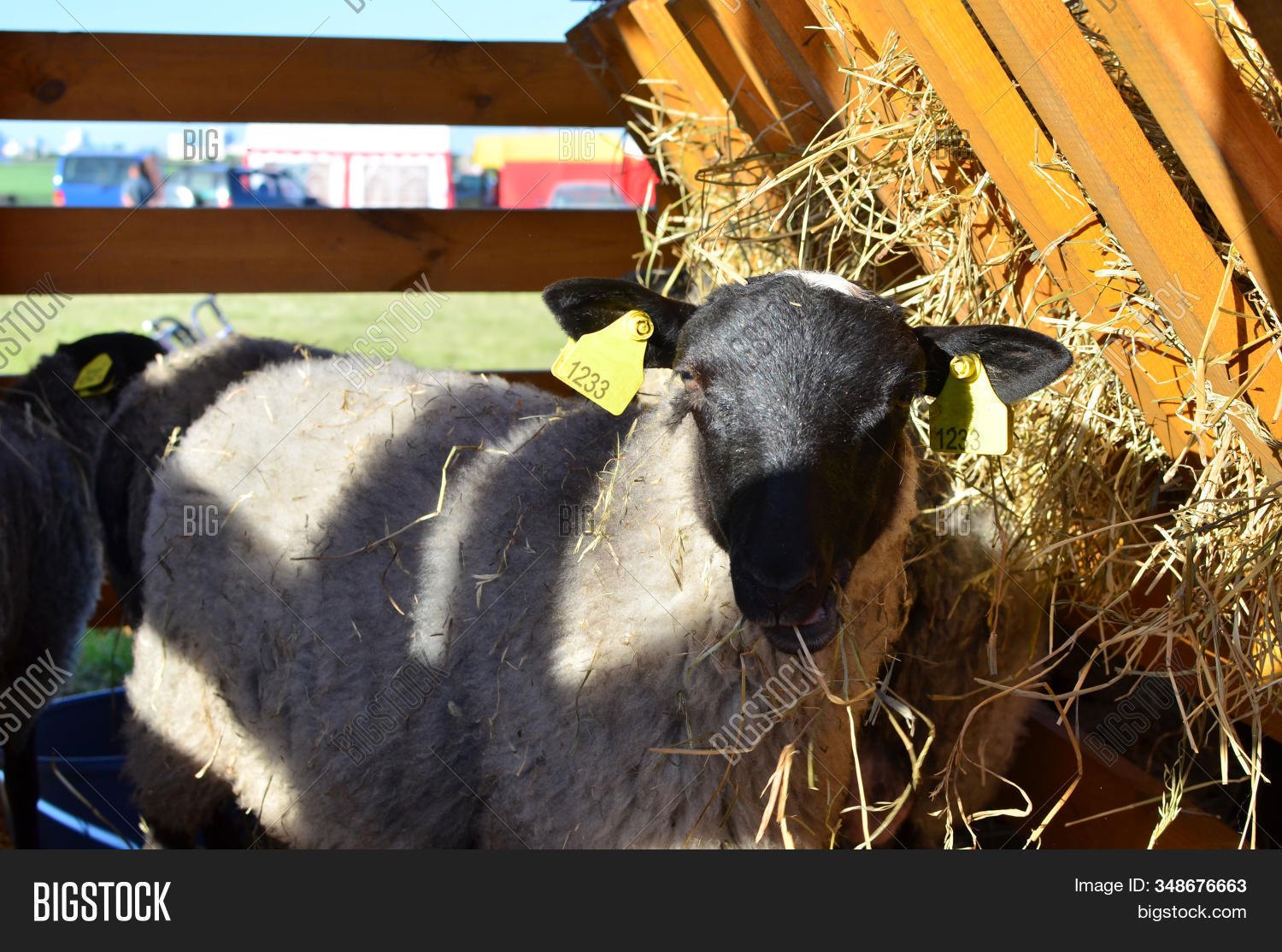 Sheeps Enclosure Farm Image & Photo (Free Trial) | Bigstock