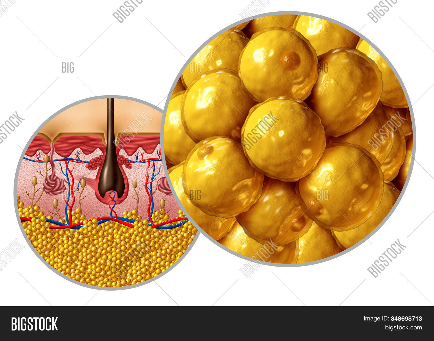 Fat Anatomy Diagram Image & Photo (Free Trial) | Bigstock