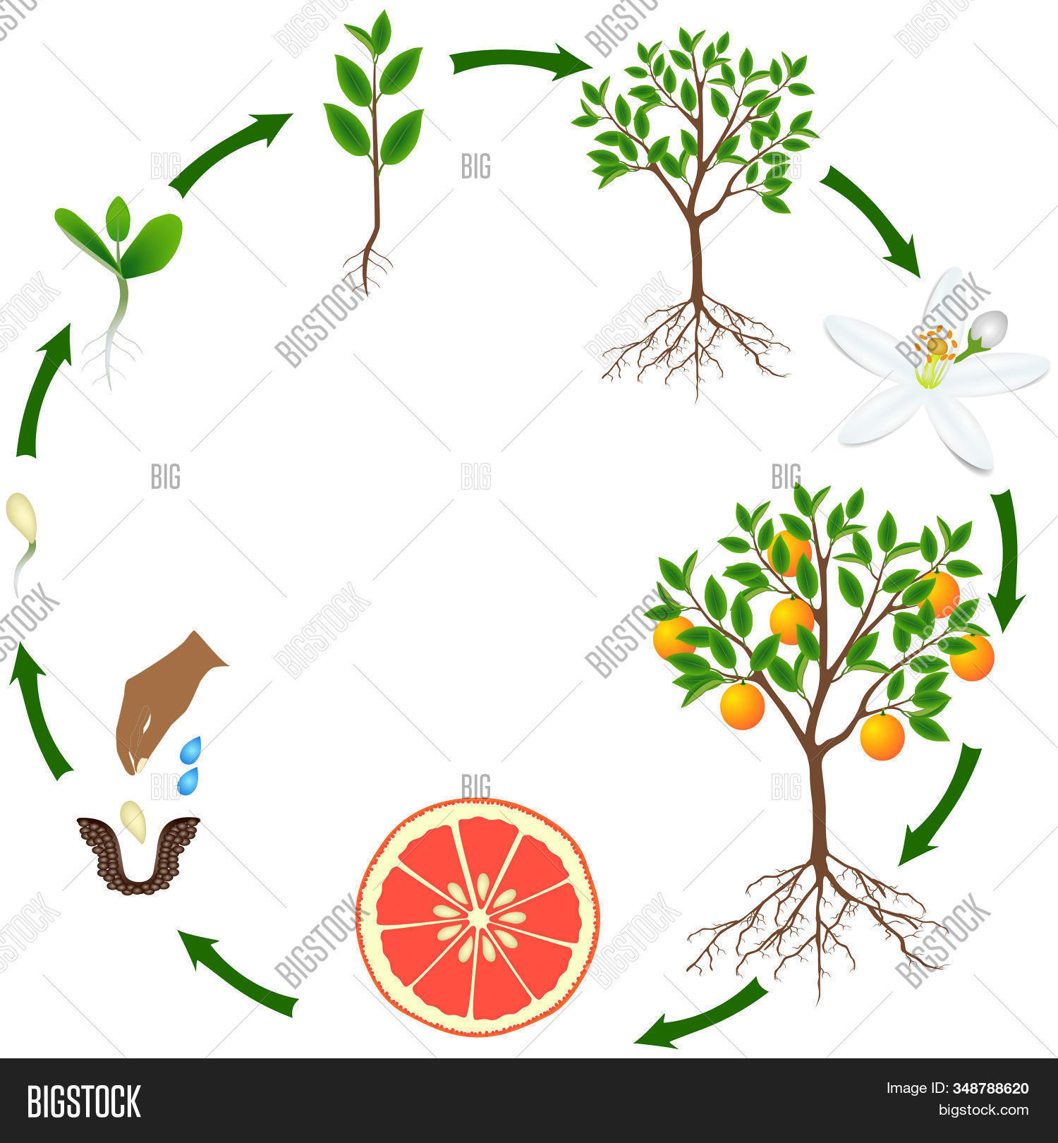 Life Cycle Grapefruit Vector & Photo (Free Trial) | Bigstock