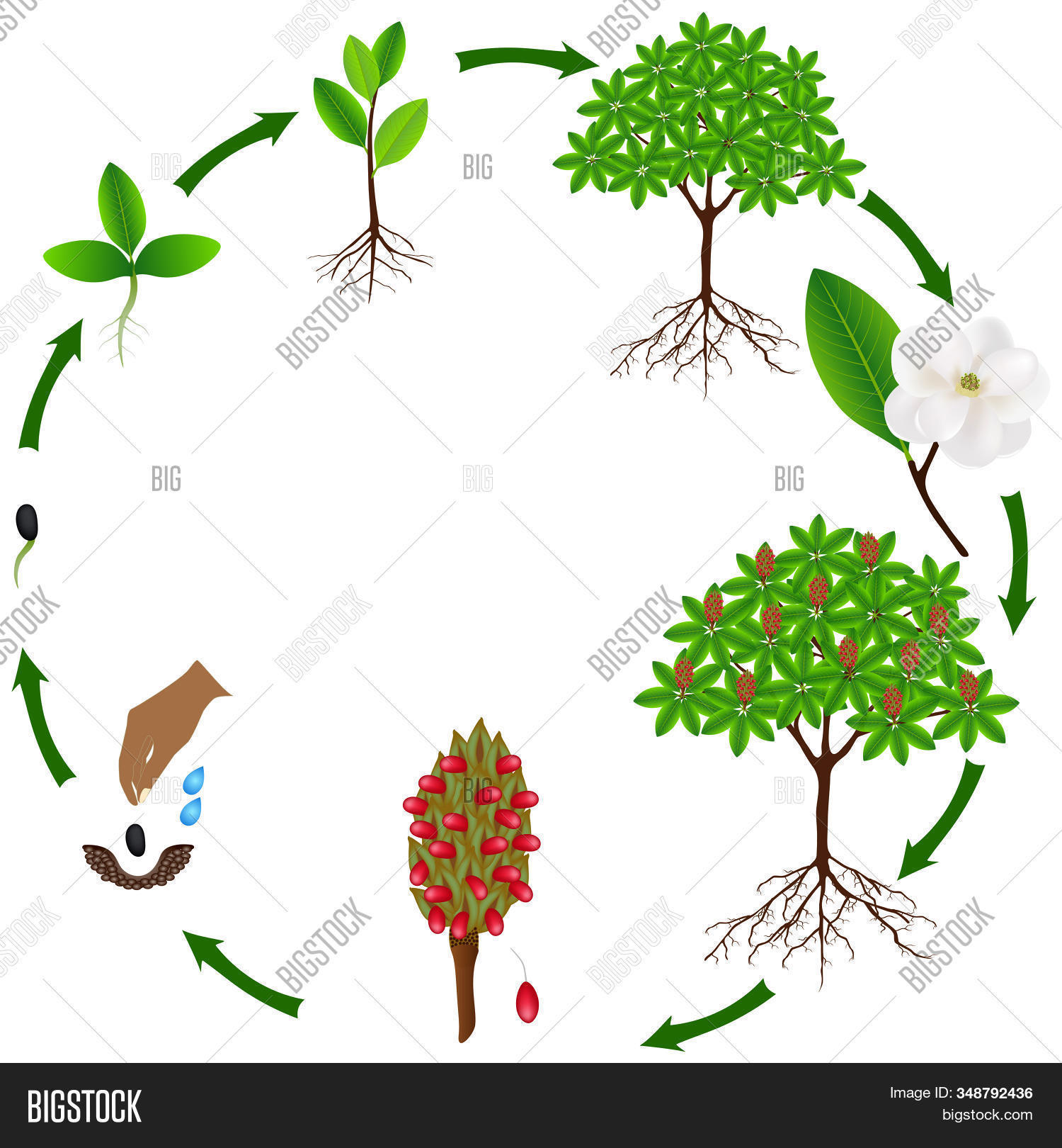 Life Cycle Magnolia Vector & Photo (Free Trial) | Bigstock