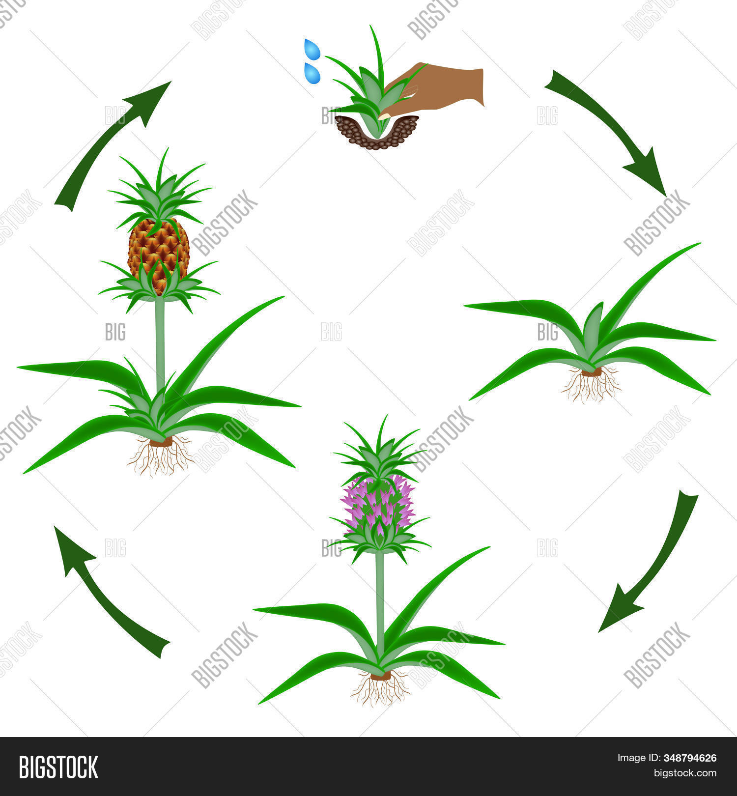 Life Cycle Pineapple Vector & Photo (Free Trial) | Bigstock