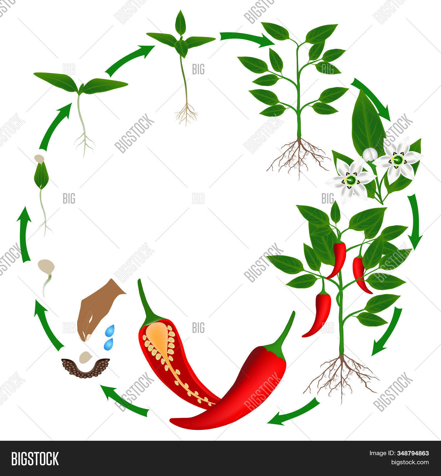 Life Cycle Plant Vector & Photo (Free Trial) | Bigstock