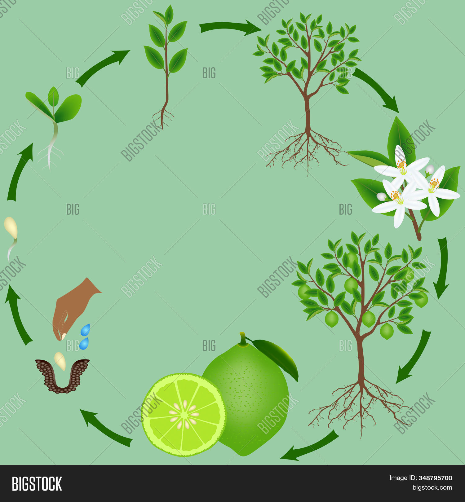 Life Cycle Lime Plant Vector & Photo (Free Trial) | Bigstock