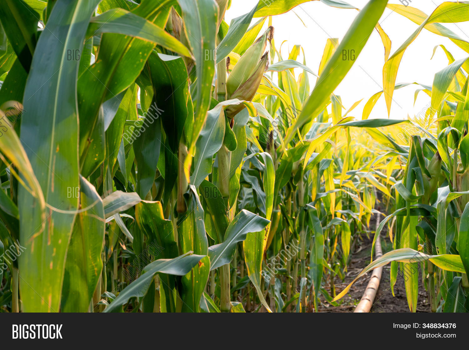 Corn Pods On Corn Image & Photo (Free Trial) | Bigstock